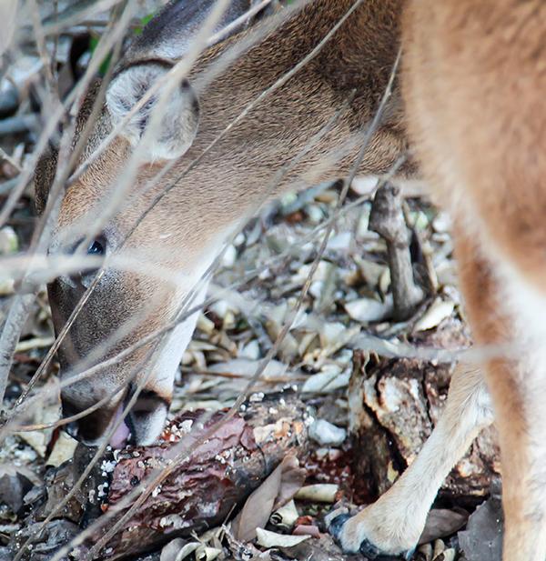 Cleopatra eating lichen | Save Our Key Deer