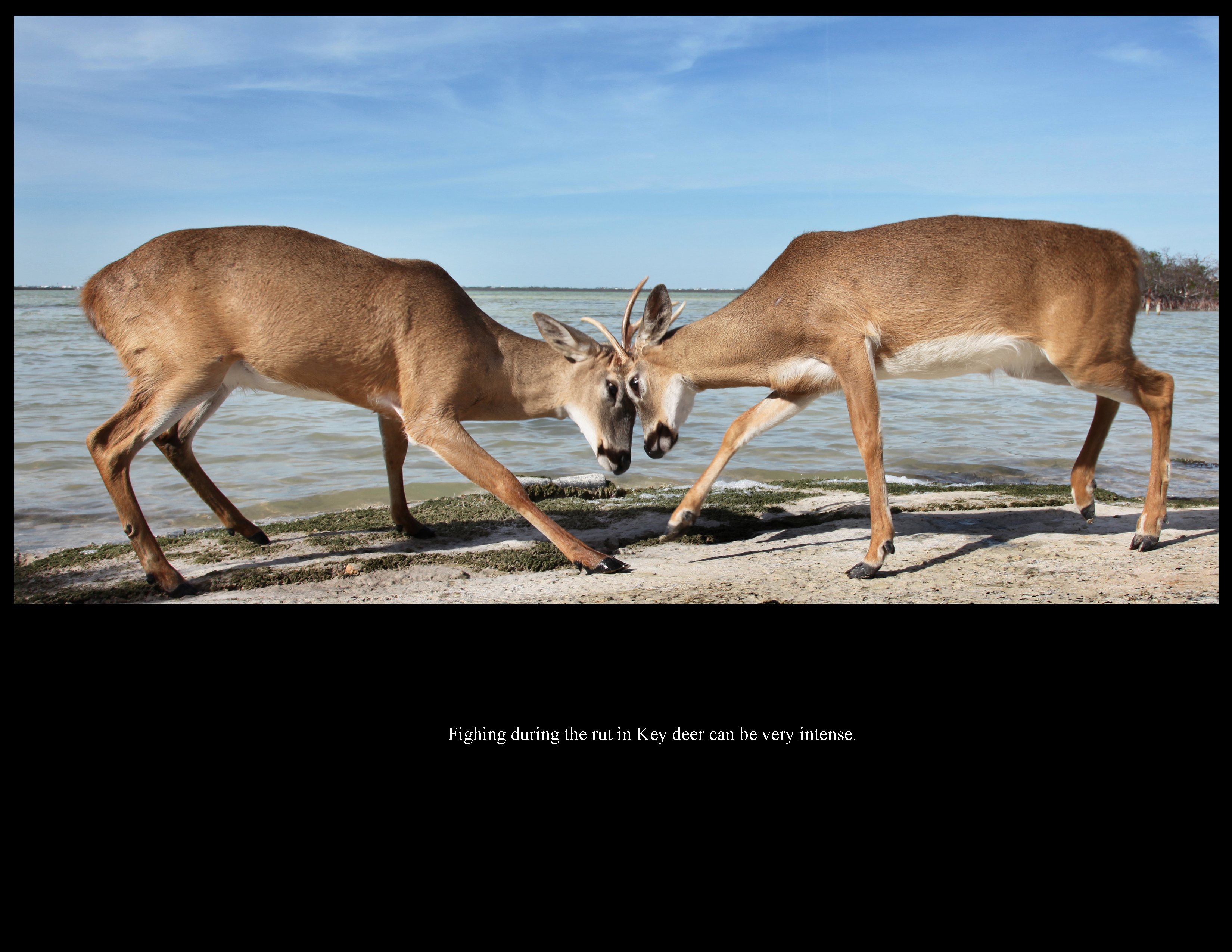 Page 25 q | Save Our Key Deer