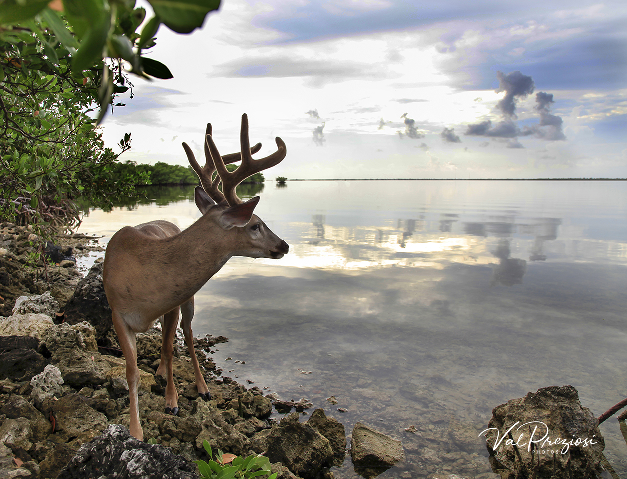 How Many Are Left? | Save Our Key Deer